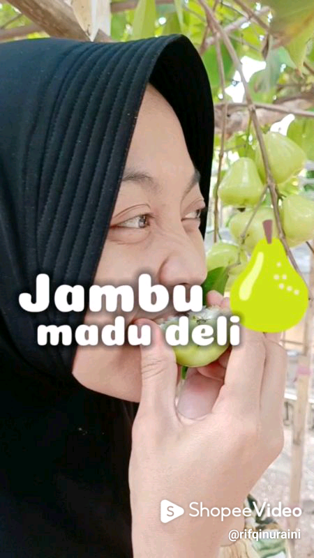 Jambu Madu Deli🍐 | Shopee Video Indonesia